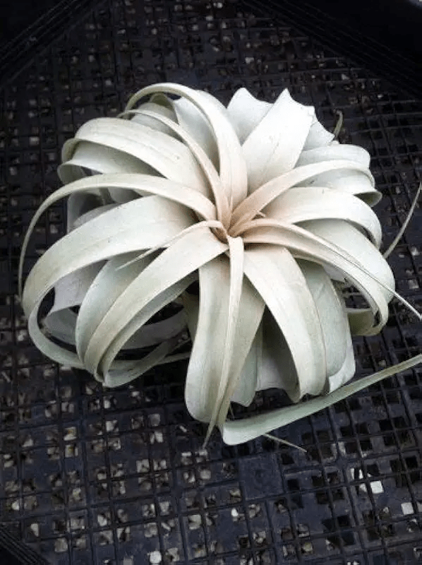 Best Varieties of Air Plants and How To Care for them – The Peak Dream