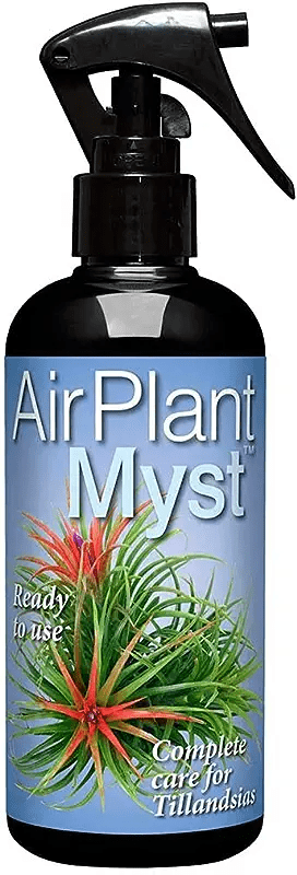 Best Varieties of Air Plants and How To Care for them – The Peak Dream