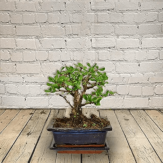 Top 5 Easiest Bonsai Trees for Beginners – The Peak Dream