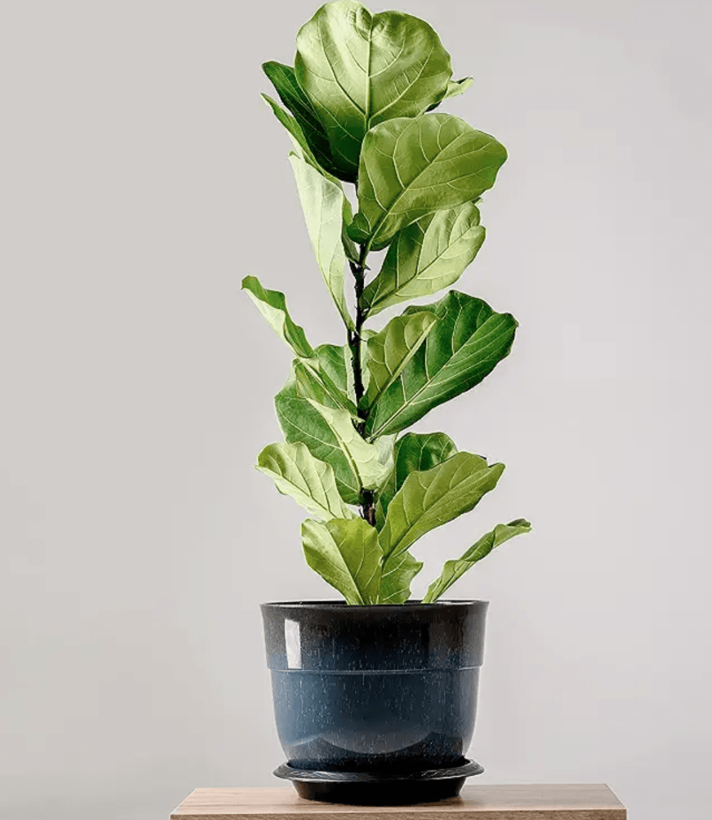 Top 5 Most Popular House Plants – The Peak Dream